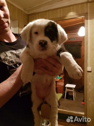 Эксклюзивный щенок крупной собаки