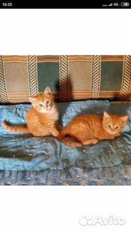 Золотые котята с четкими полосками