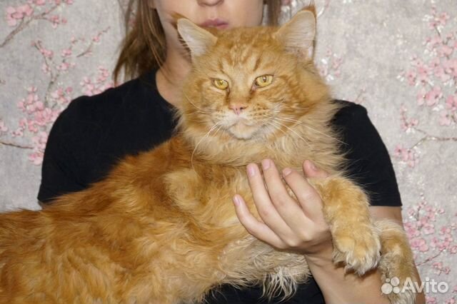 Кот Мейн Кун