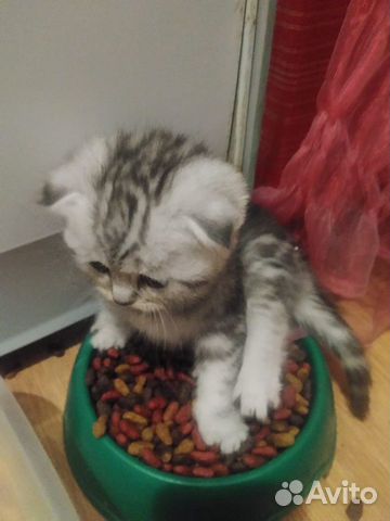 Продаются котята от вислоухой кошки