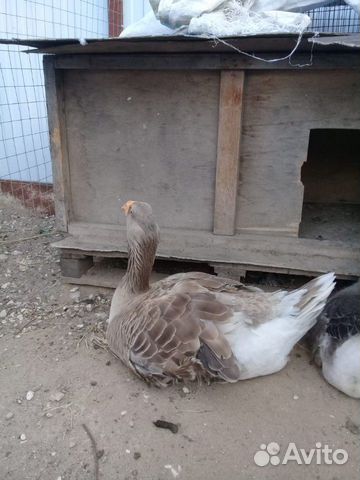 Бойцовые гуси