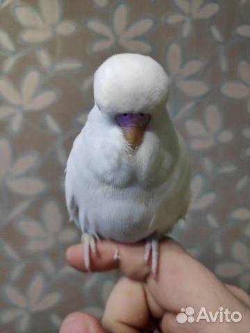 Ручной птенец выставочного волнистого попугая (чех
