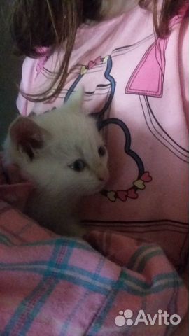 Котик
