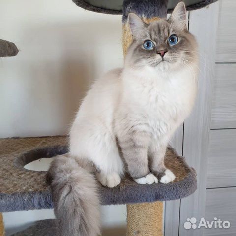 Невский котик