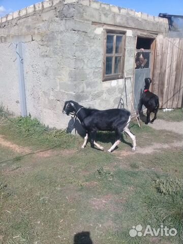 Продаётся козлик
