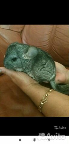 Шиншилла 1месяц шиншаллята