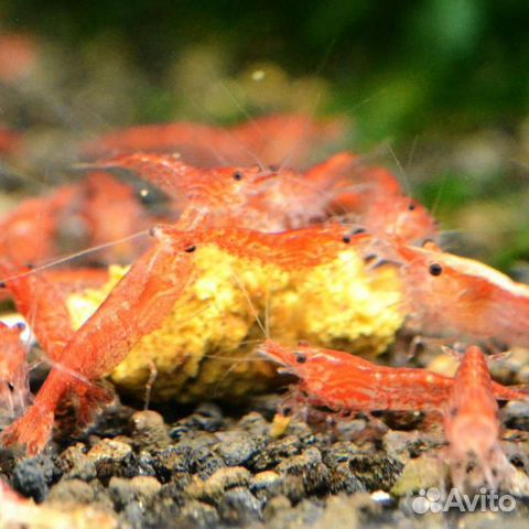 Криветки вишни