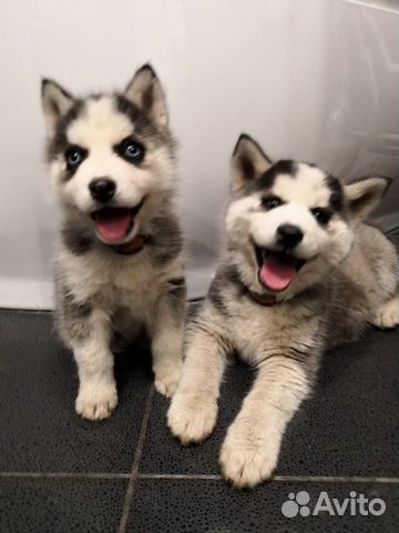 Чистокровные щенки хаски