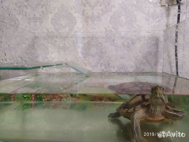 Продается Красноухая Черепаха