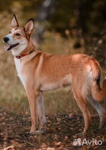 Собачка Боня