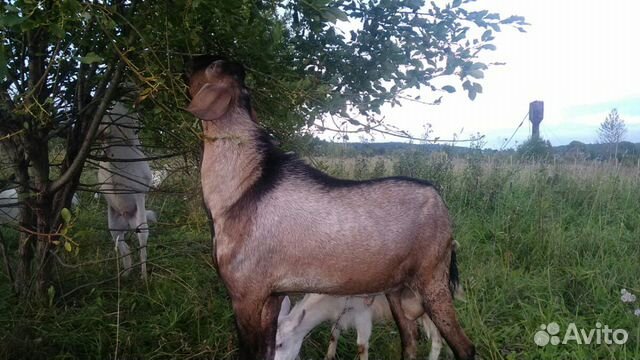 Англонубийский козел