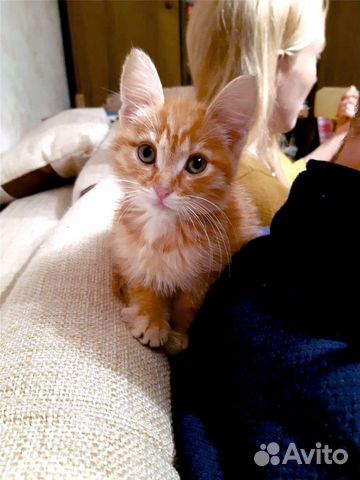 Котенок "Мёдок" ищет дом