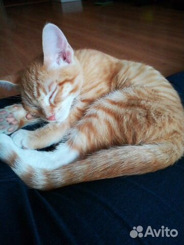 Котенок рыжий