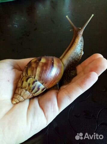 Африканская улитка Ахатина