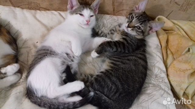 Мальчишки 2 месяцев