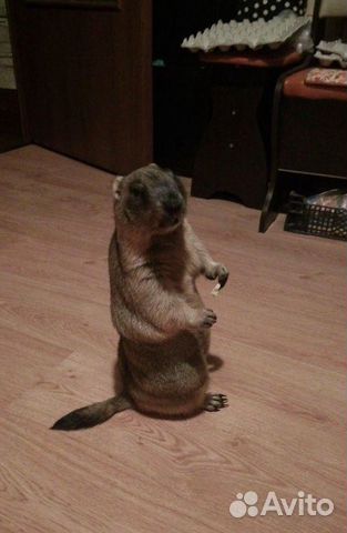 Сурок байбак