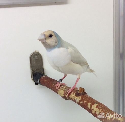 Самец Амадины Гульда сильвер