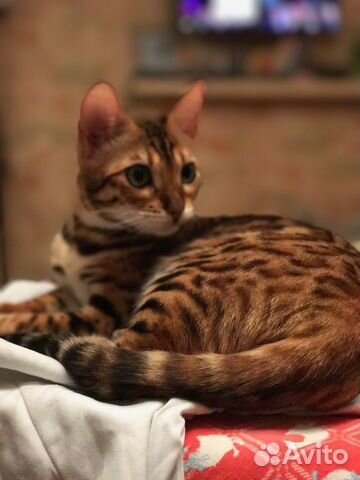 Бенгальские котята