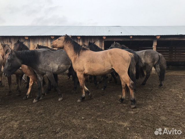 Молодняк, жеребчики, конина