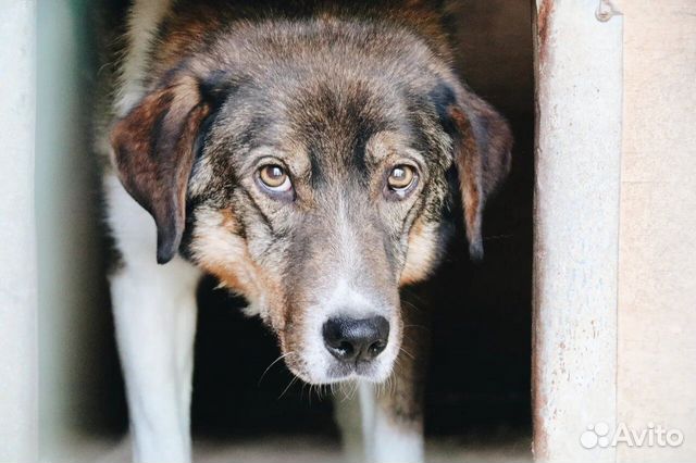 Добряк Буран ищет дом, собака из приюта