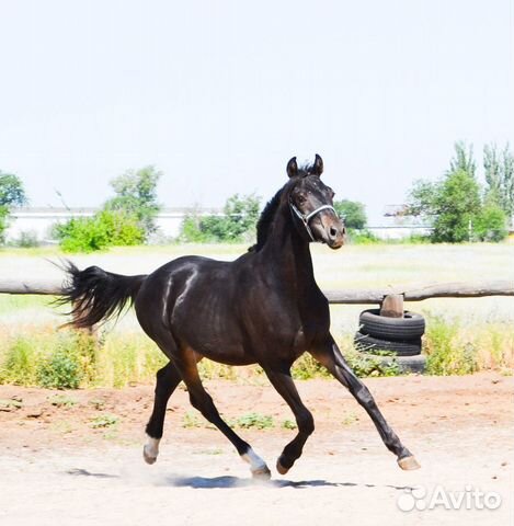 Тракененский Жеребец