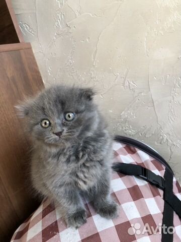 Красавица британка