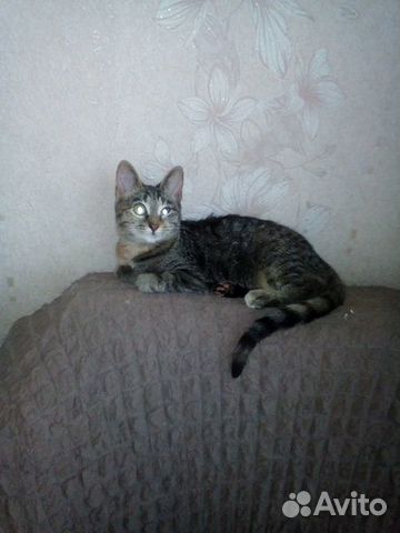 Котенок подросток