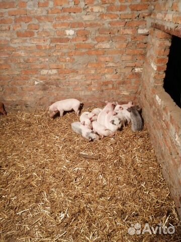 Продаём поросят