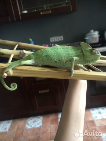 Хамелеон девочка 6 месяцев