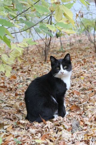 Звёздный котёнок из рекламы Феликс