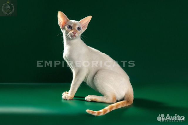 Сиамская кошка