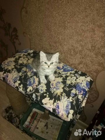 Игривый малышь