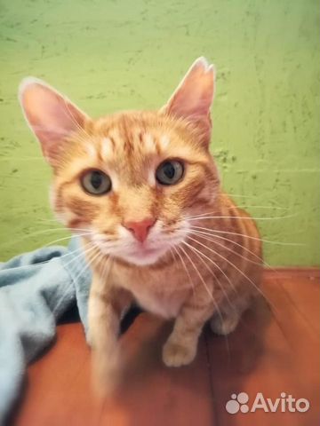 Рыжий котик в добрые руки