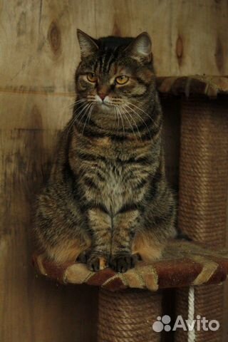 Кошка ищет дом