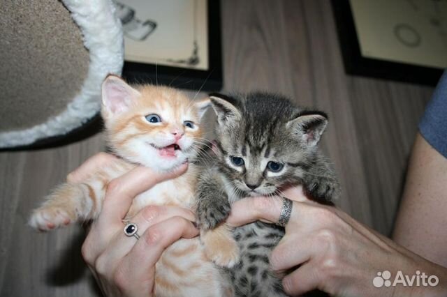 Продам котят