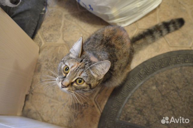 Пестрая кошечка