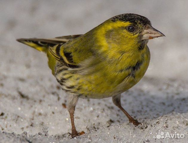 Чижик с клеткой