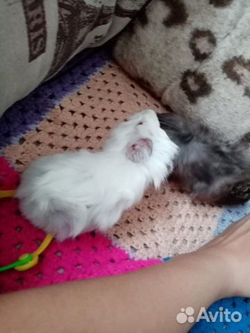 Продам морских свинок, крыс, черепах и т. д