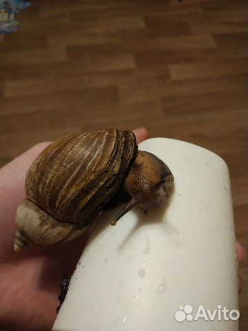 Улитка ахатина