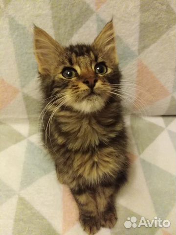 Майк ищет дом