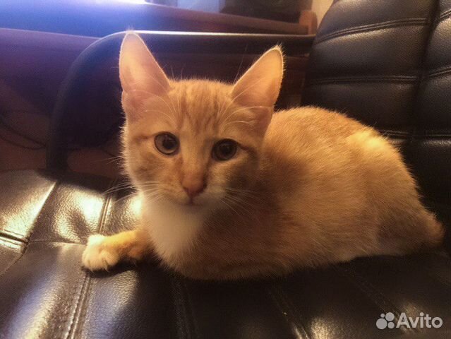 Отдам рыжего котенка в хорошие руки