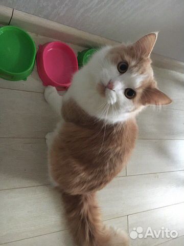 Котик В добрые руки