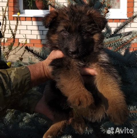 Чистокровные немцы на продажу и заказ