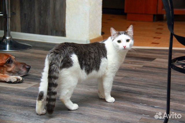 Кот в добрые руки