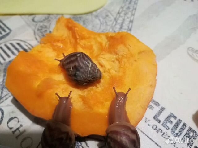 Улитки ахатины бесплатно