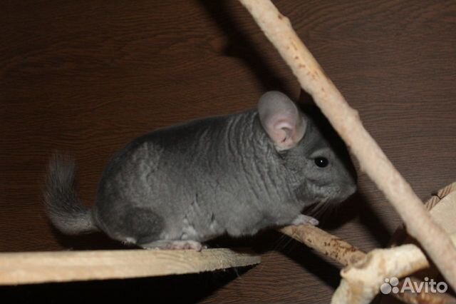Продам самца шиншиллы