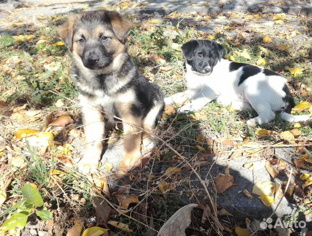 Отдам в хорошие руки