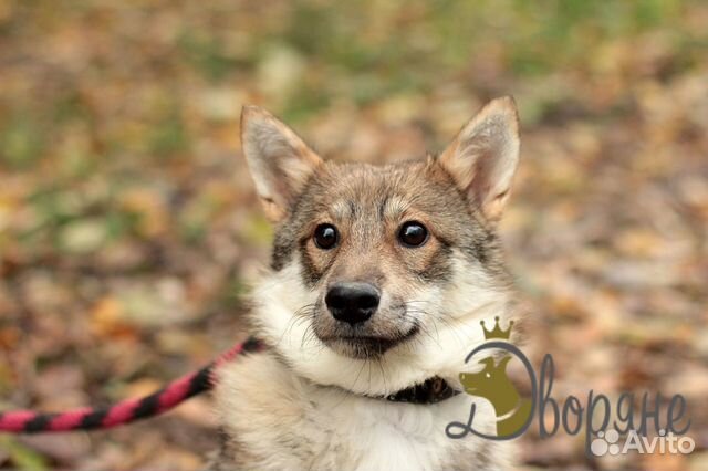 Умница и красавица Волчена