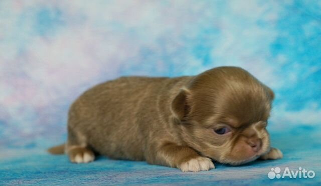 Клубный мальчишечка Кексик