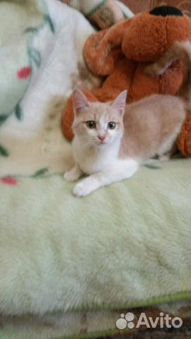 Солнечный котенок-девочка ищет дом